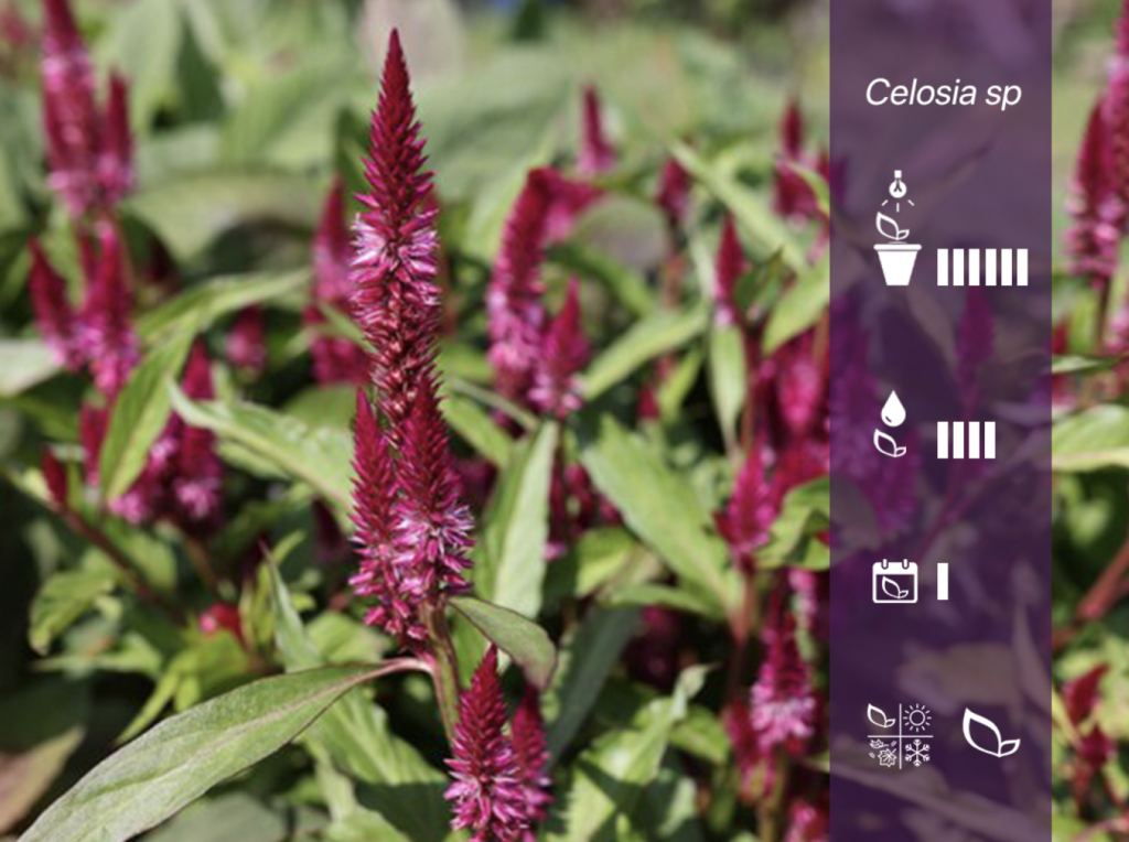 Celosia sp - رازاوه