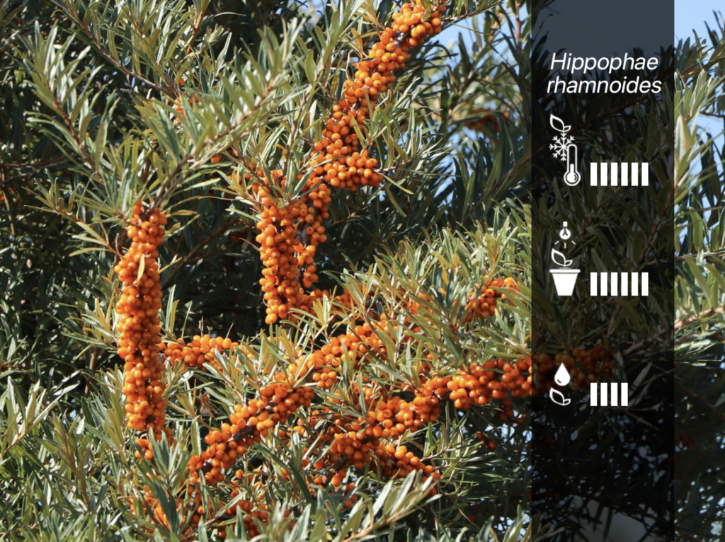 Hippophae rhamnoides - رازاوه