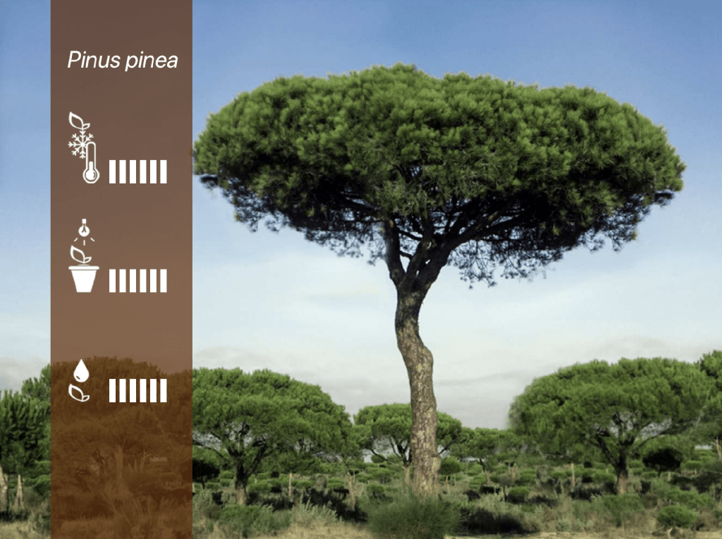Pinus pinea - رازاوه