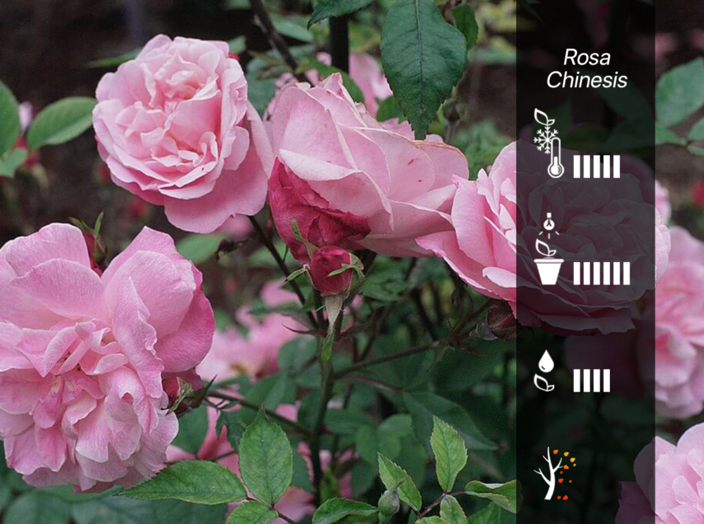 Rosa chinensis - رازاوه