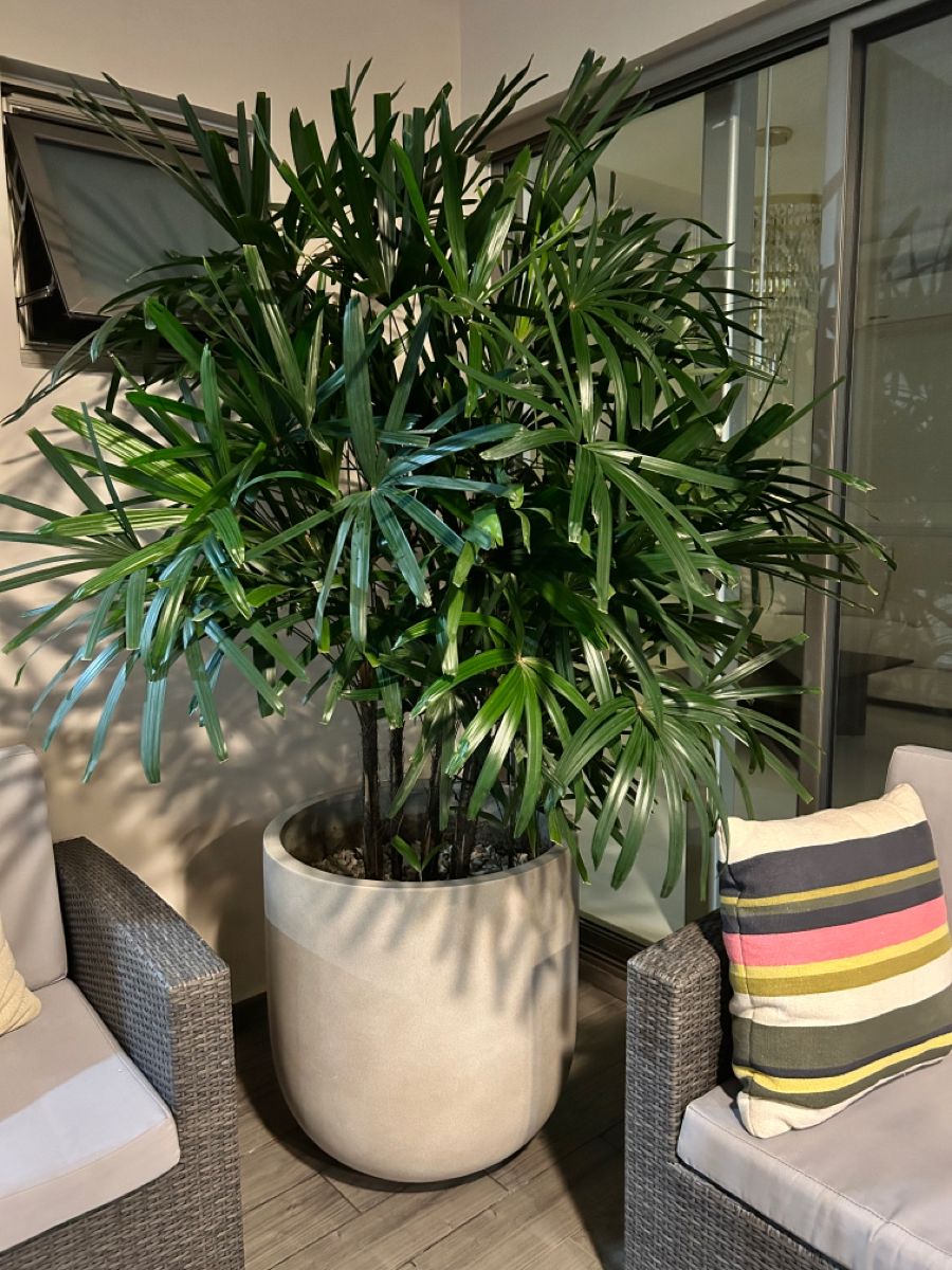 Rhapis excelsa - رازاوه